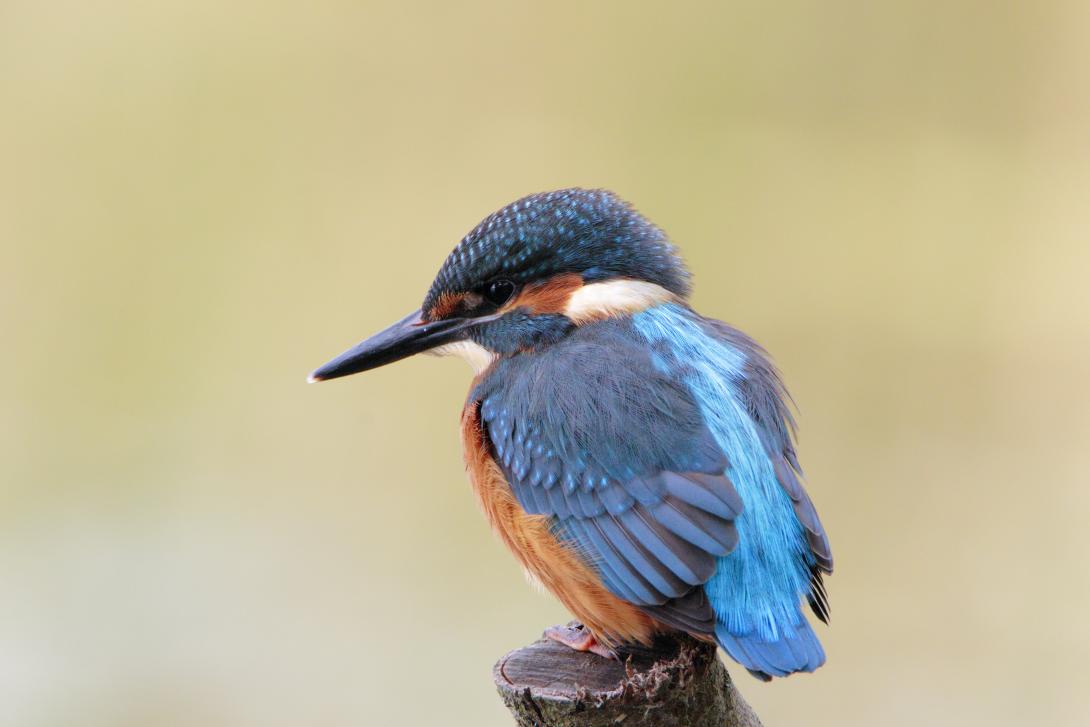 Natura sotto attacco, scrivi alla Commissione europea | Lipu ODV